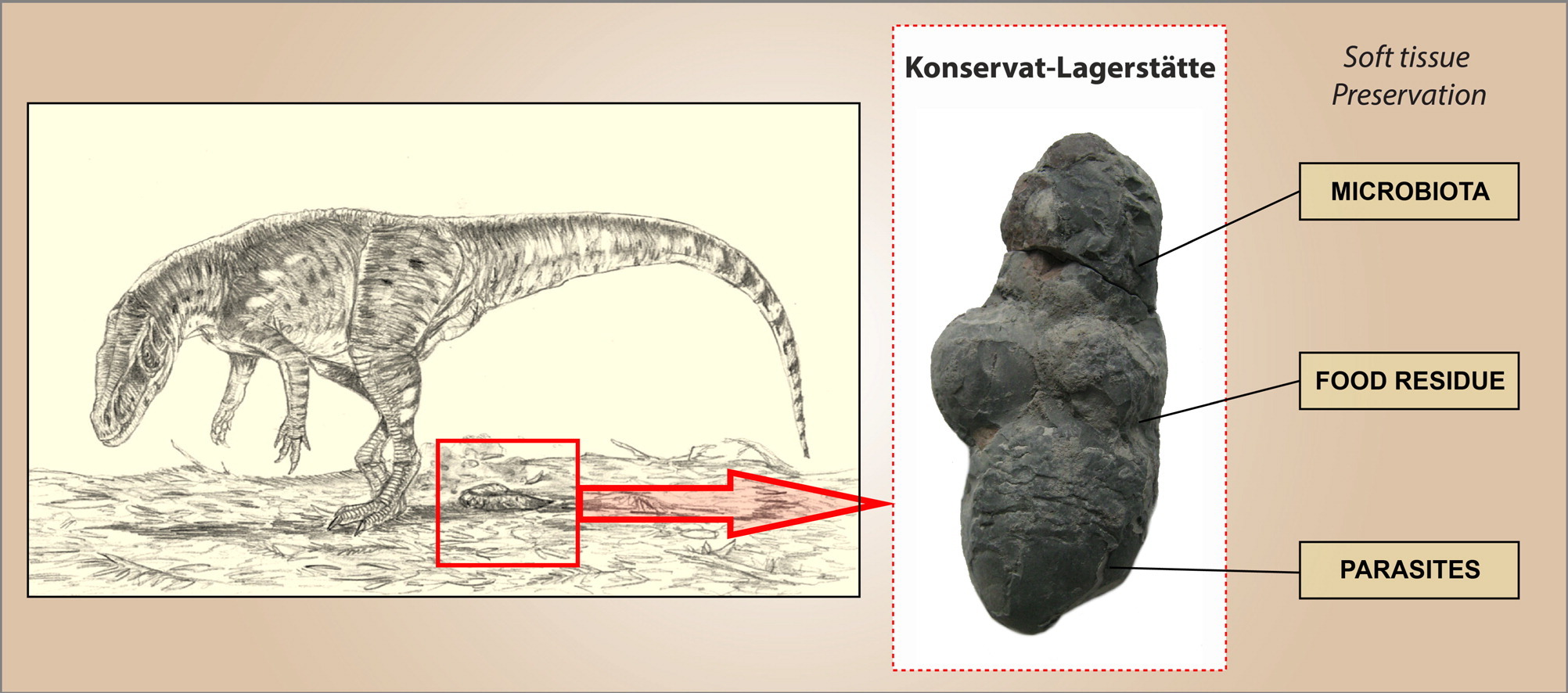 A importância dos Coprólitos nas interações ecológicas – Paleontologia Hoje