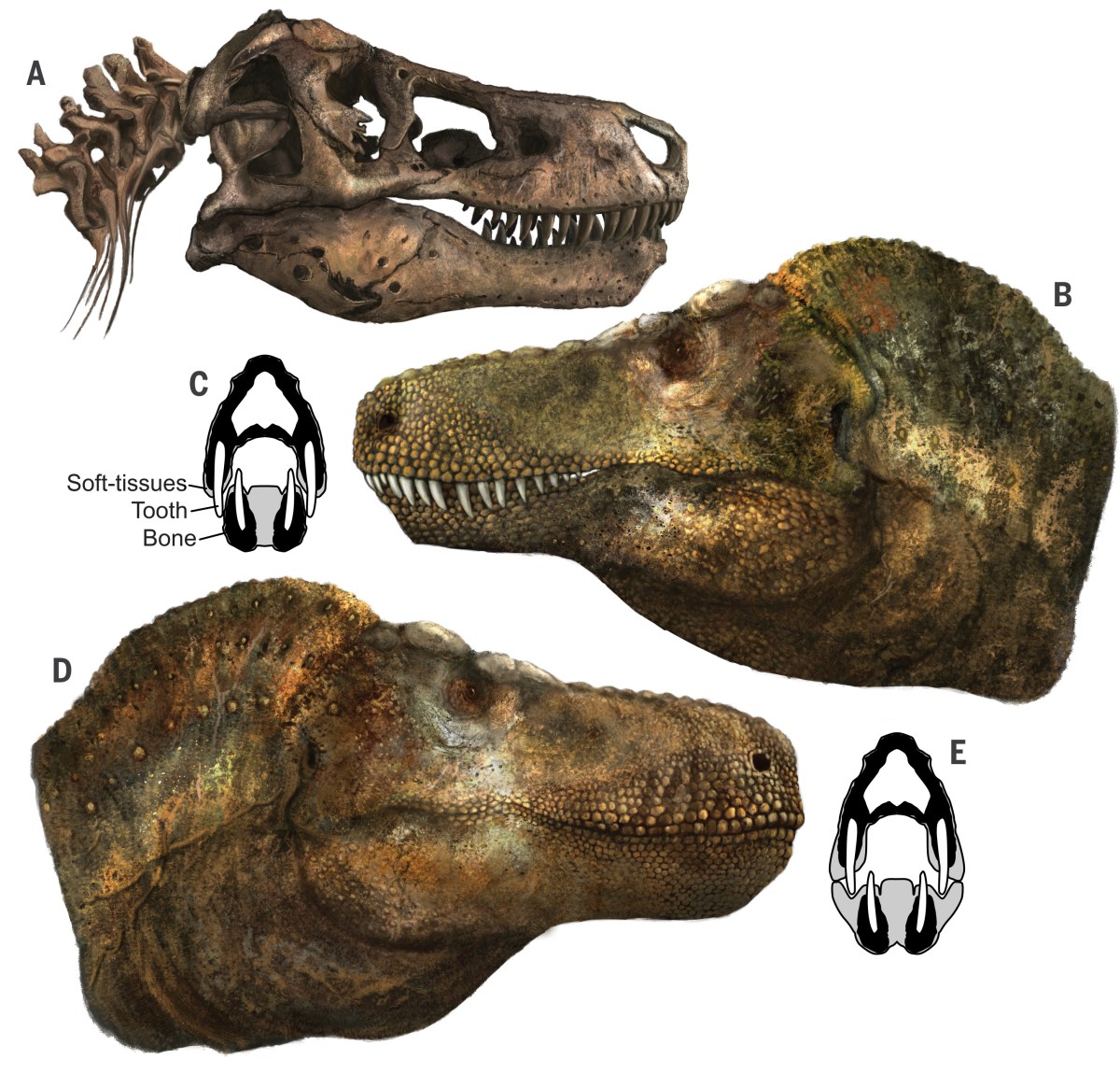 Os dentes do T. rex não ficavam pra fora. – Paleontologia Hoje