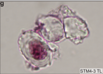 À lá Jurassic Park? A incrível preservação do conteúdo nuclear de um ...